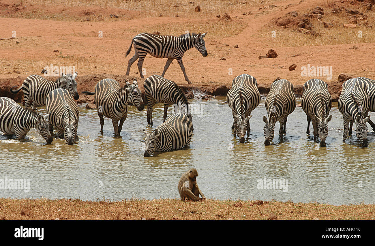 A Baboon watches as Zebra drink at one of the Tsavo West National Park ...