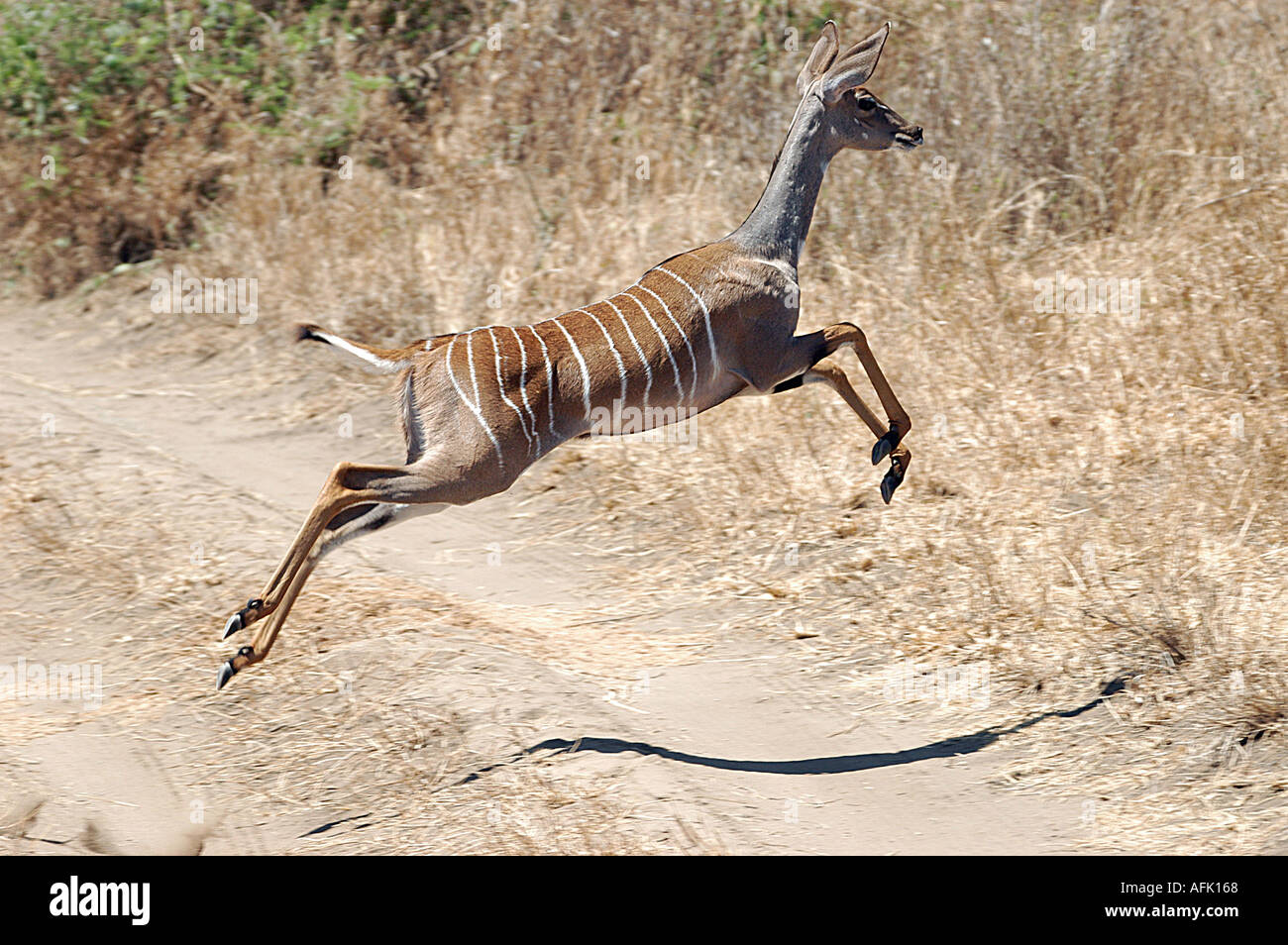 Lesser Kudu Female High Resolution Stock Photography and Images - Alamy