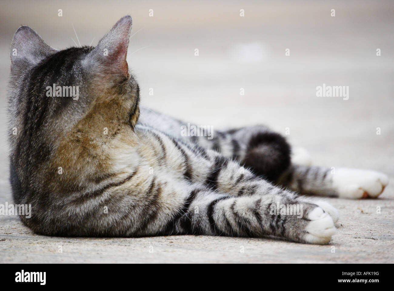 Cat laying on sidewalk Stock Photo - Alamy