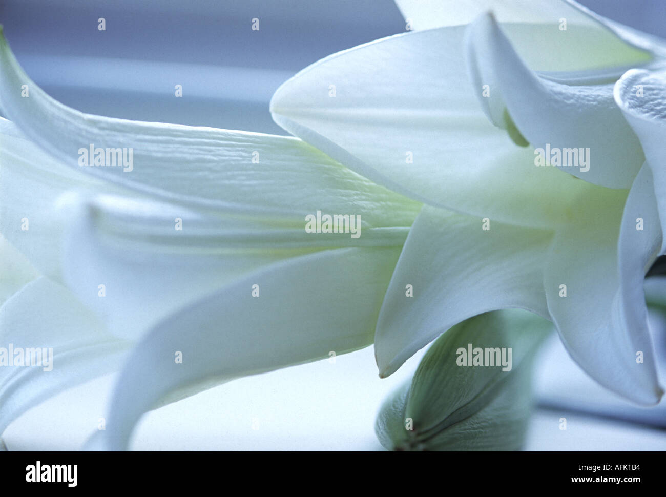 Profile of single lily Stock Photo - Alamy