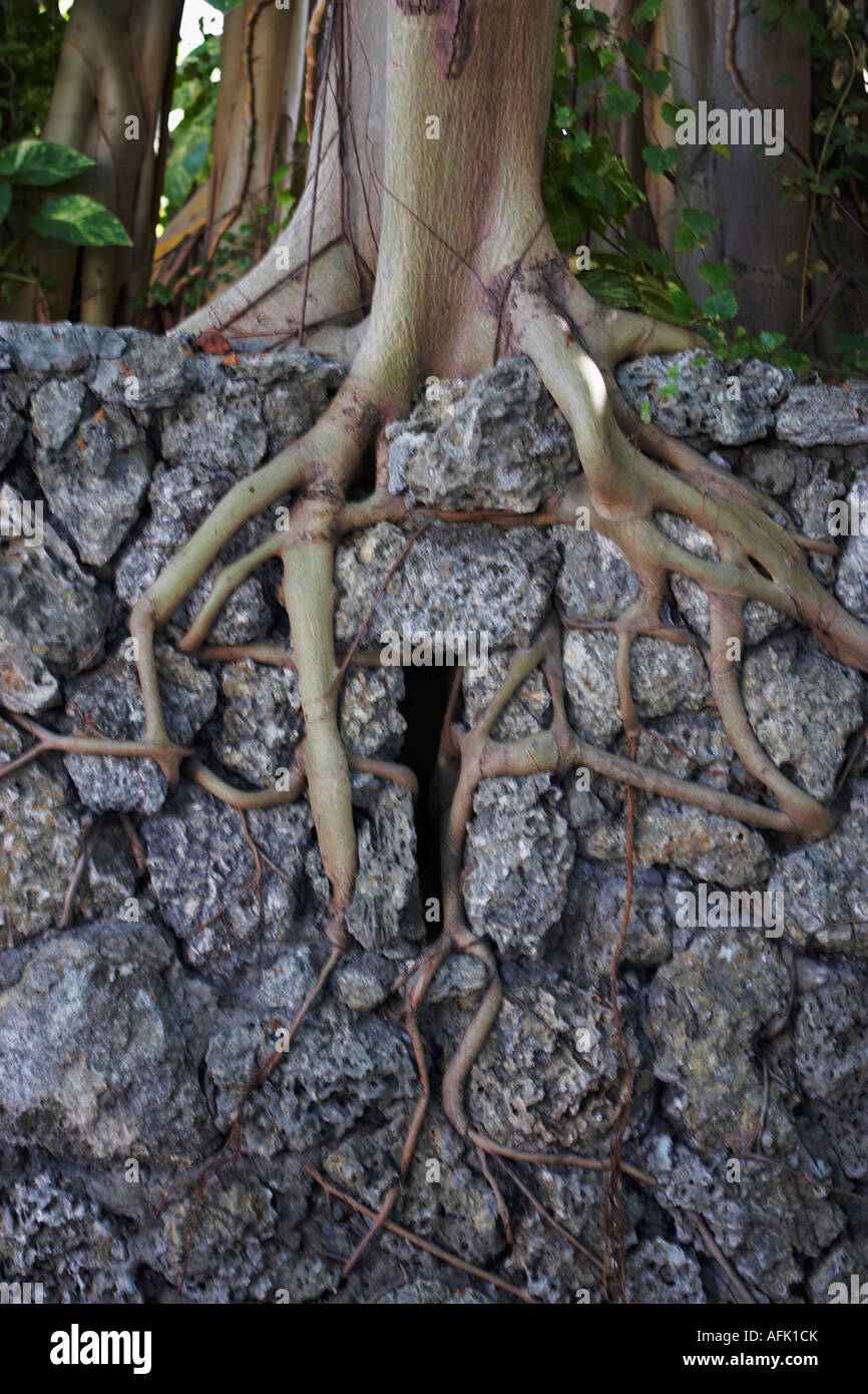 Tree roots growing through wall hi-res stock photography and images - Alamy