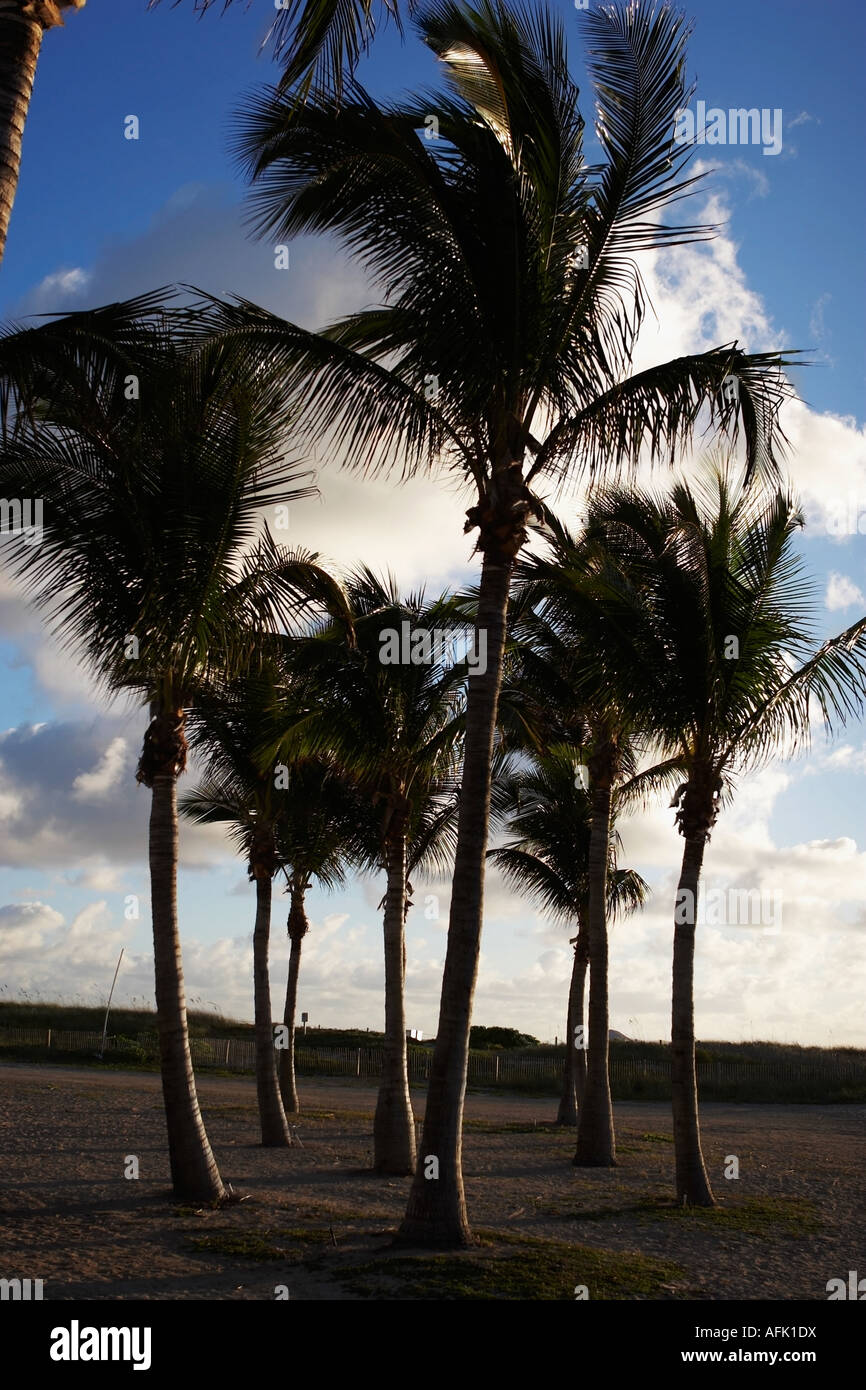 Palm trees on Miami Beach Stock Photo - Alamy