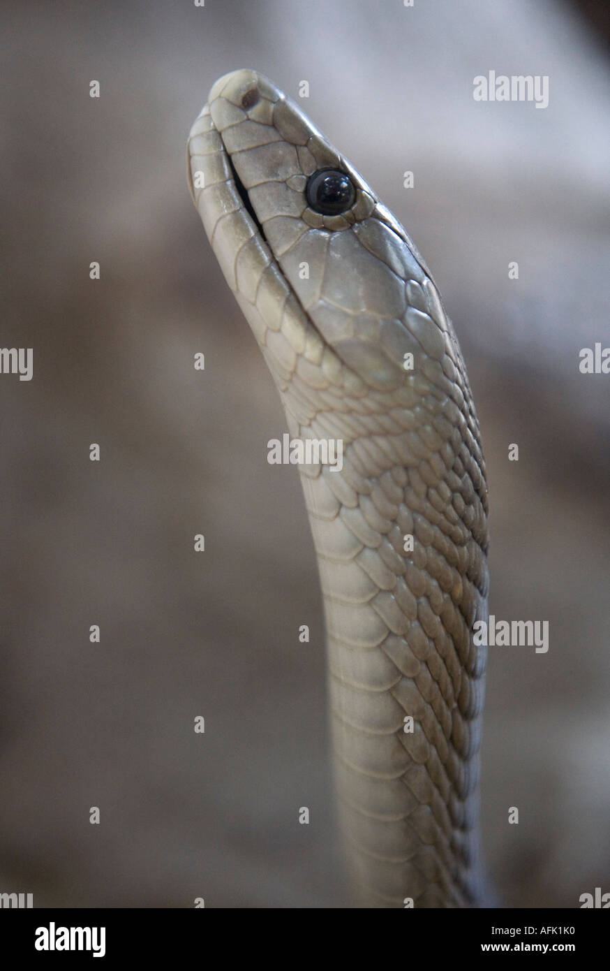 Snake the Ngorongoro Conservation Area close up of a black mamba Stock ...