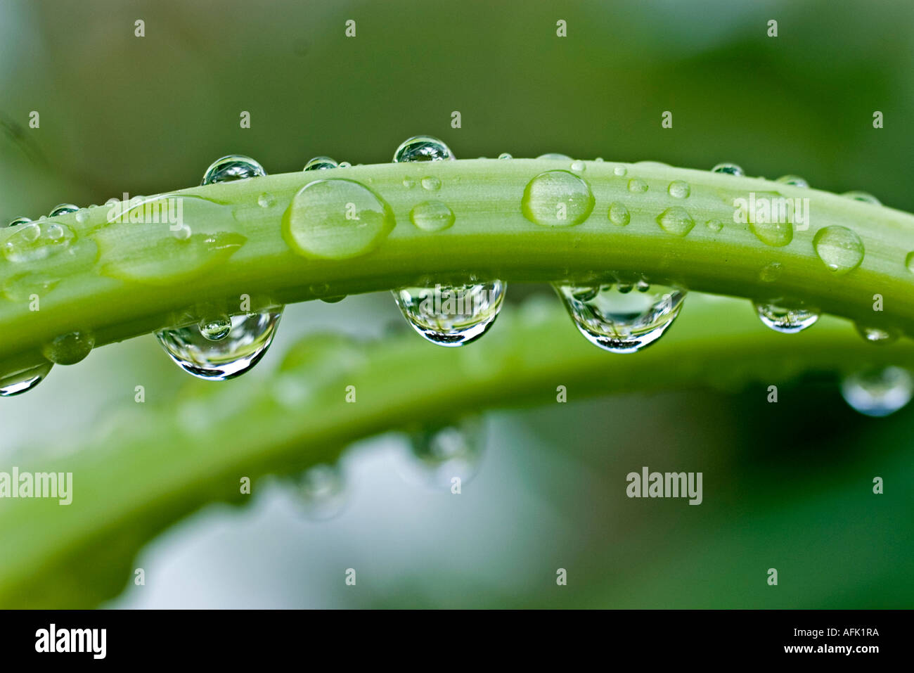 Water drops on a flowers stem Stock Photo - Alamy
