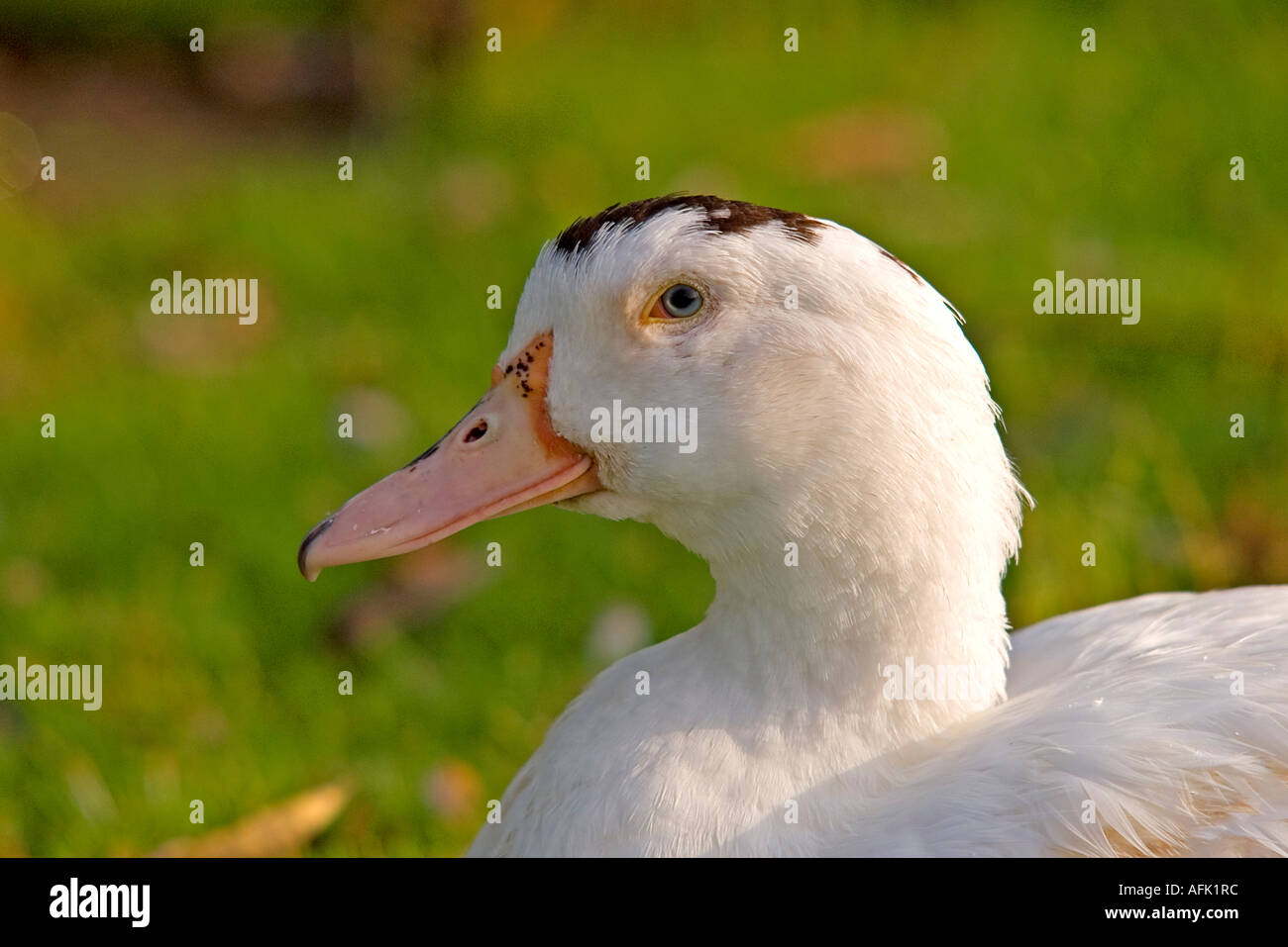 A white duck side view Stock Photo - Alamy