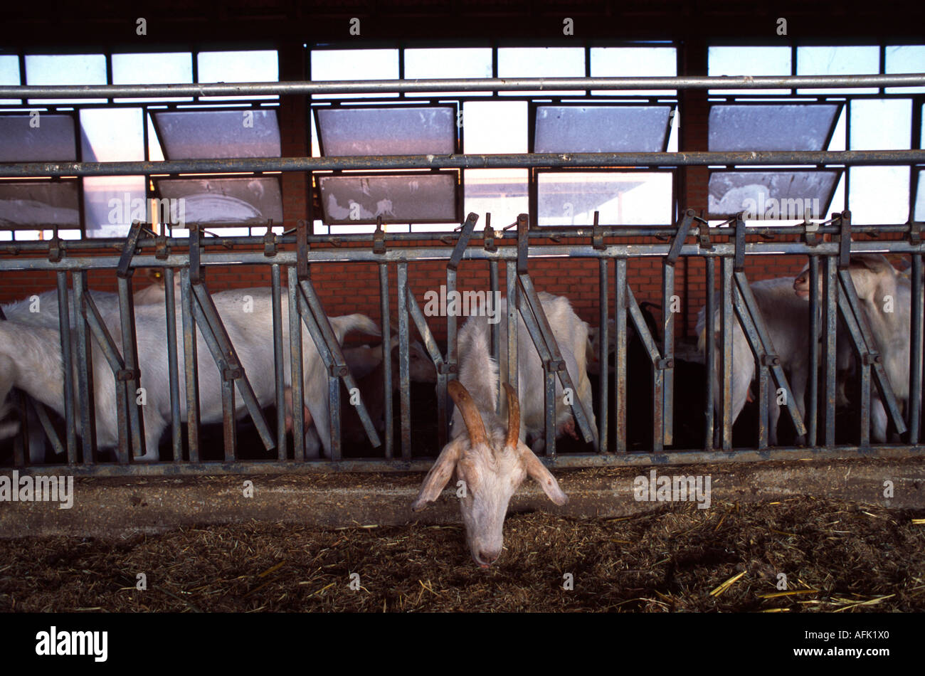 Goat farm at a kibbutz in Israel Stock Photo - Alamy
