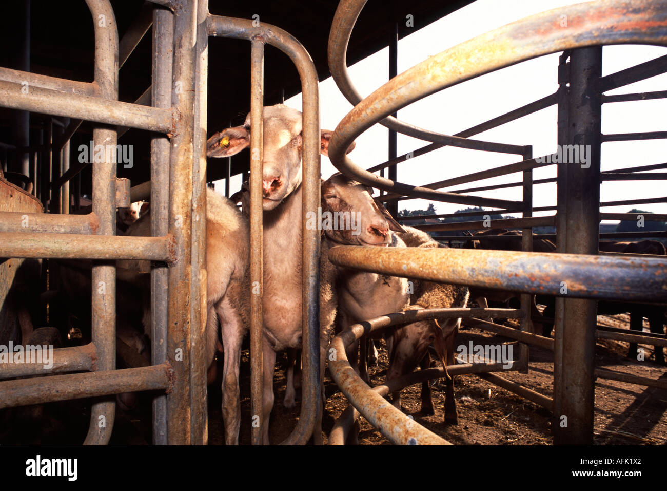 Goat farm at a kibbutz in Israel Stock Photo - Alamy