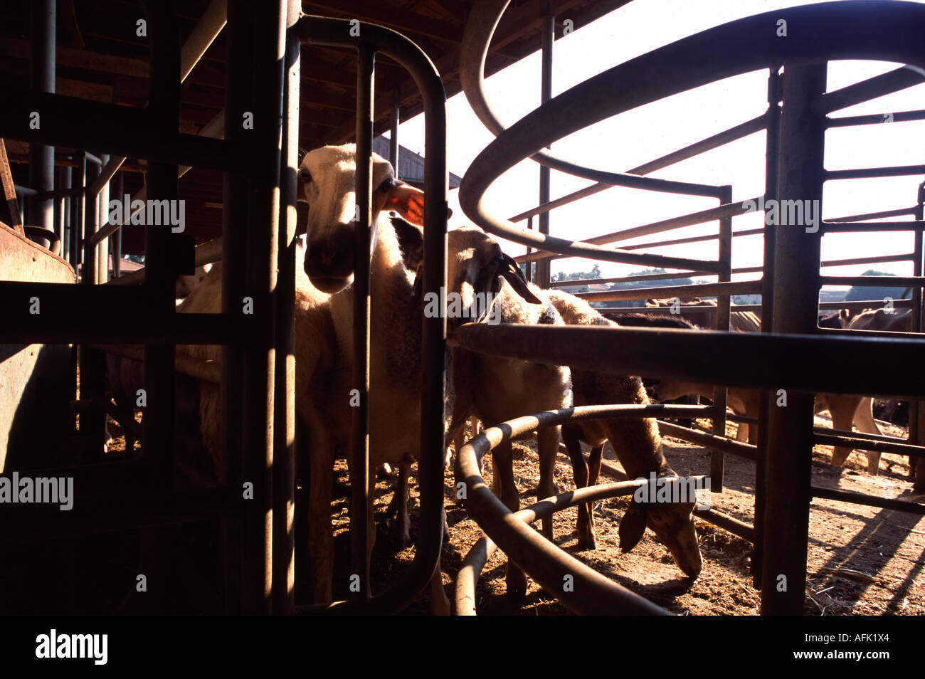 Israeli kibbutz farm hi-res stock photography and images - Alamy