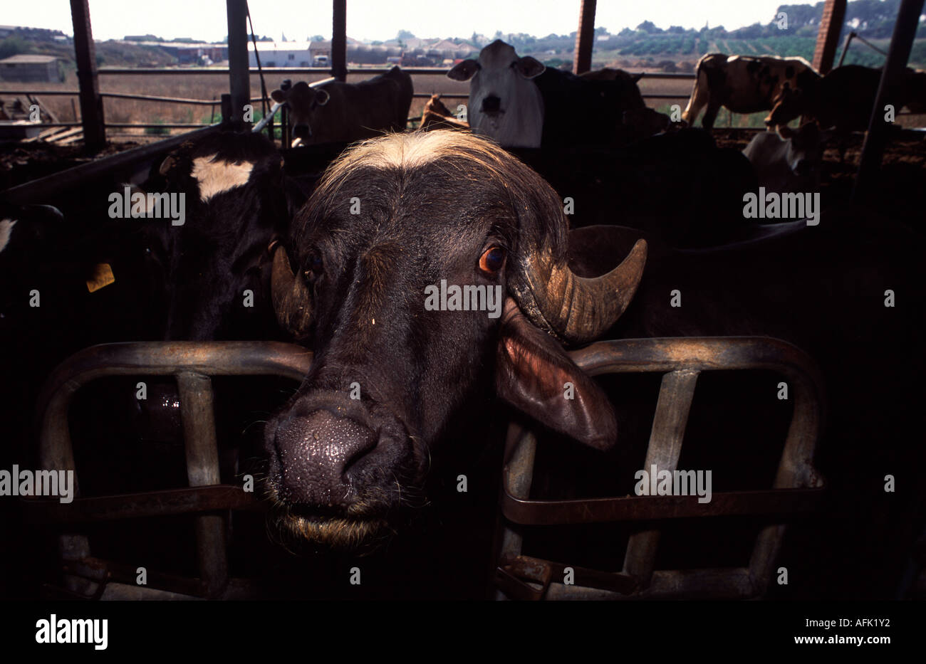 Buffalo and cattle farm in Israel Stock Photo - Alamy