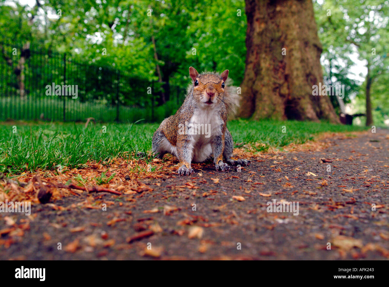 A squirrel in Regent's Park London United Kingdom Stock Photo - Alamy