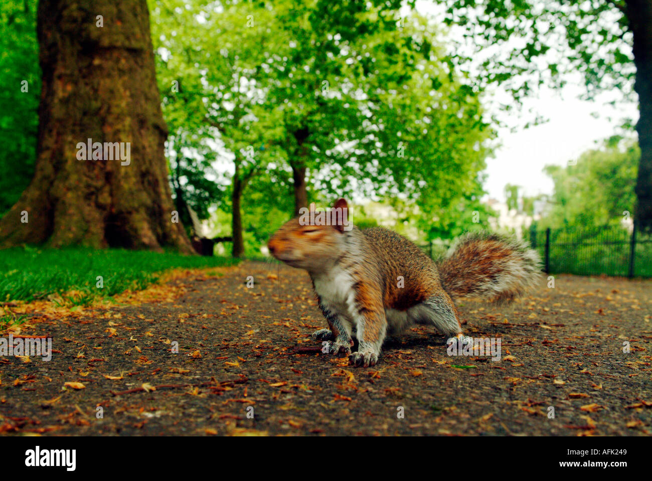 A squirrel in Regent's Park London United Kingdom Stock Photo - Alamy