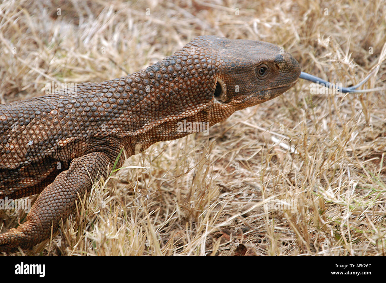 Resident monitor hi-res stock photography and images - Alamy