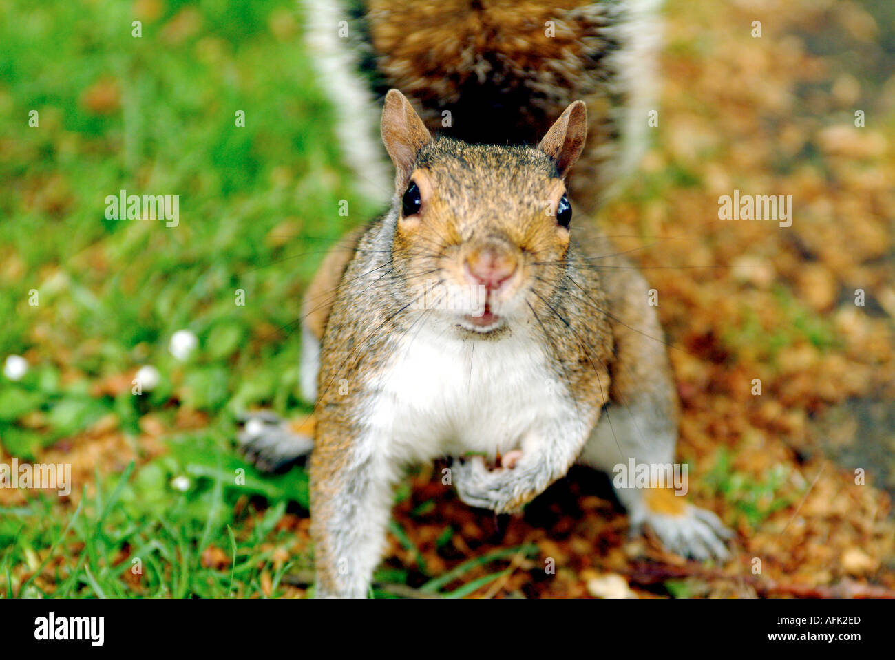 A squirrel in Regent s Park London United Kingdom Stock Photo - Alamy