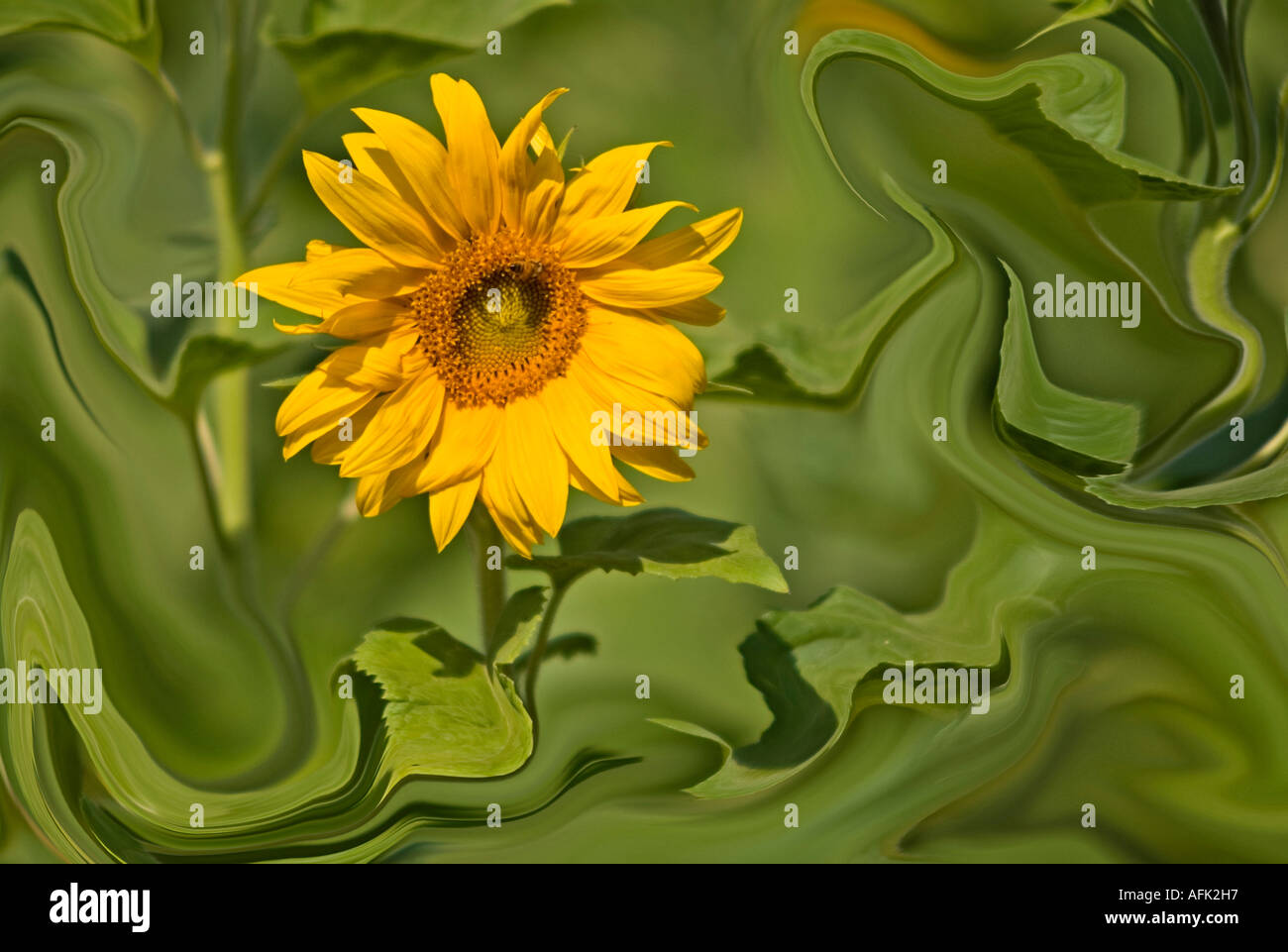 Yellow sunflower on fuzzy green background Stock Photo - Alamy
