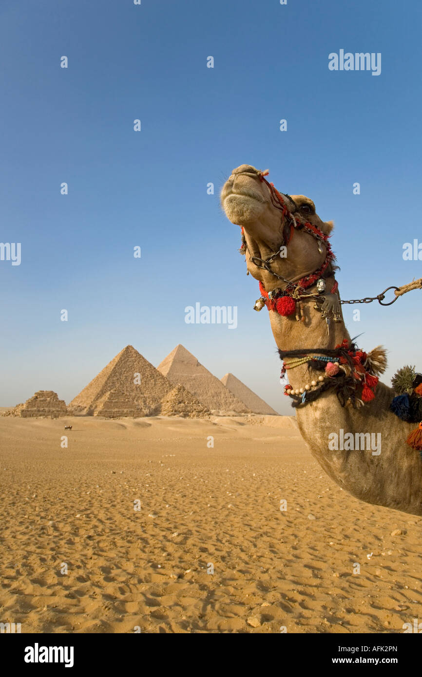 A camel driver stands in front of the pyramids at Giza, Egypt Stock ...