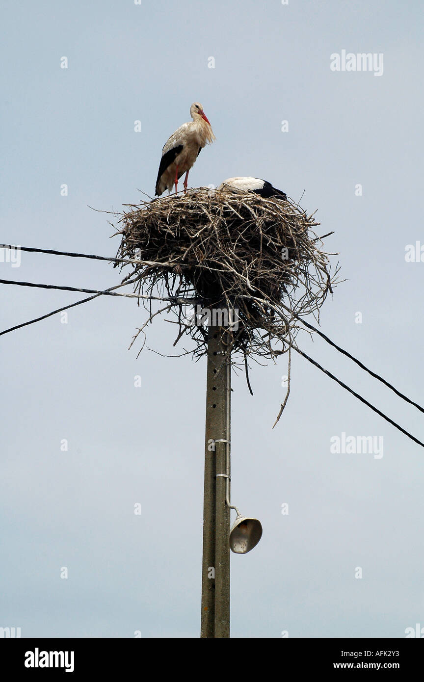 White stork nesting on lamp post Stock Photo - Alamy