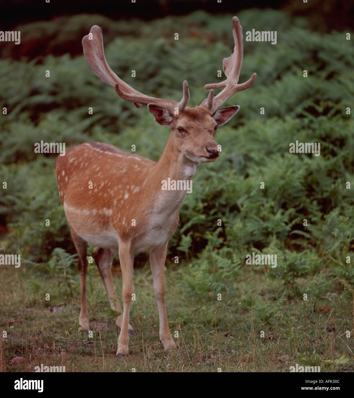 Fallow deer buck Stock Photo - Alamy