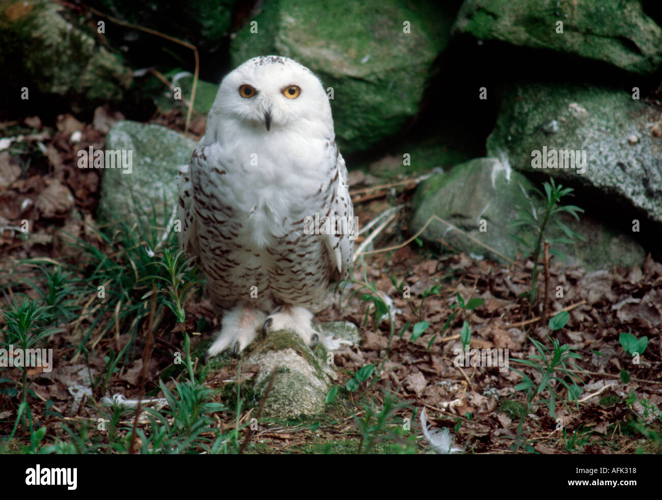 Female snowy owl Finland Stock Photo - Alamy