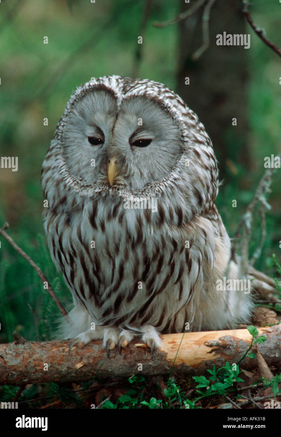 Ural finland hi-res stock photography and images - Alamy