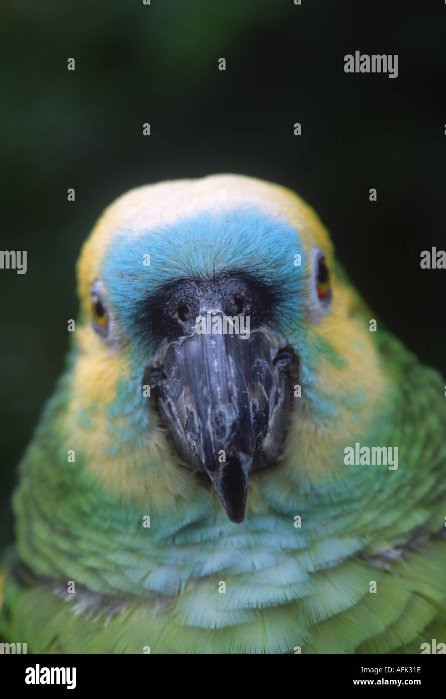 Amazon faces hi-res stock photography and images - Alamy