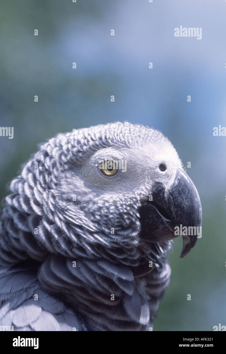 Parrot head hi-res stock photography and images - Alamy