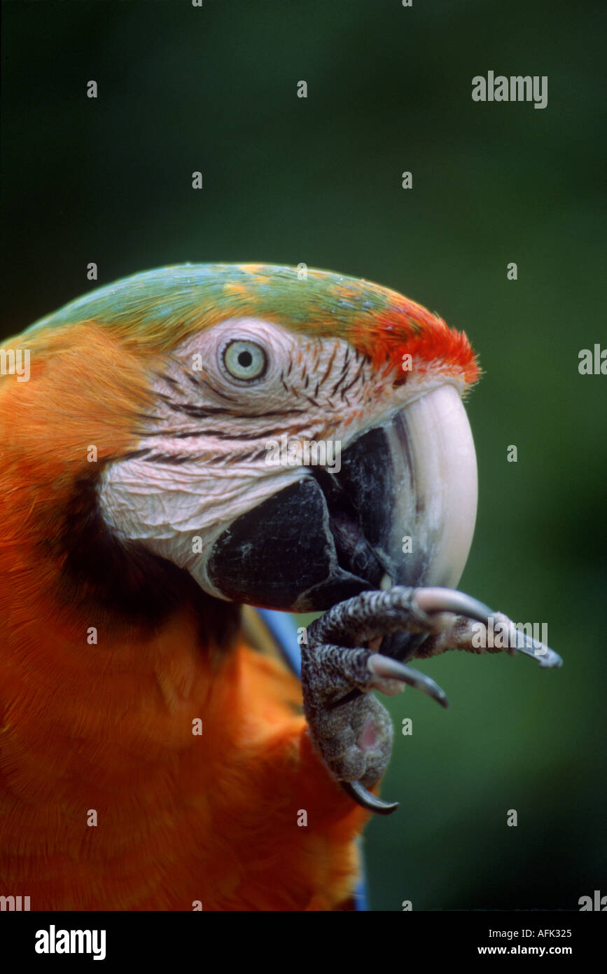 Harlequin macaw cleaning foot Stock Photo - Alamy