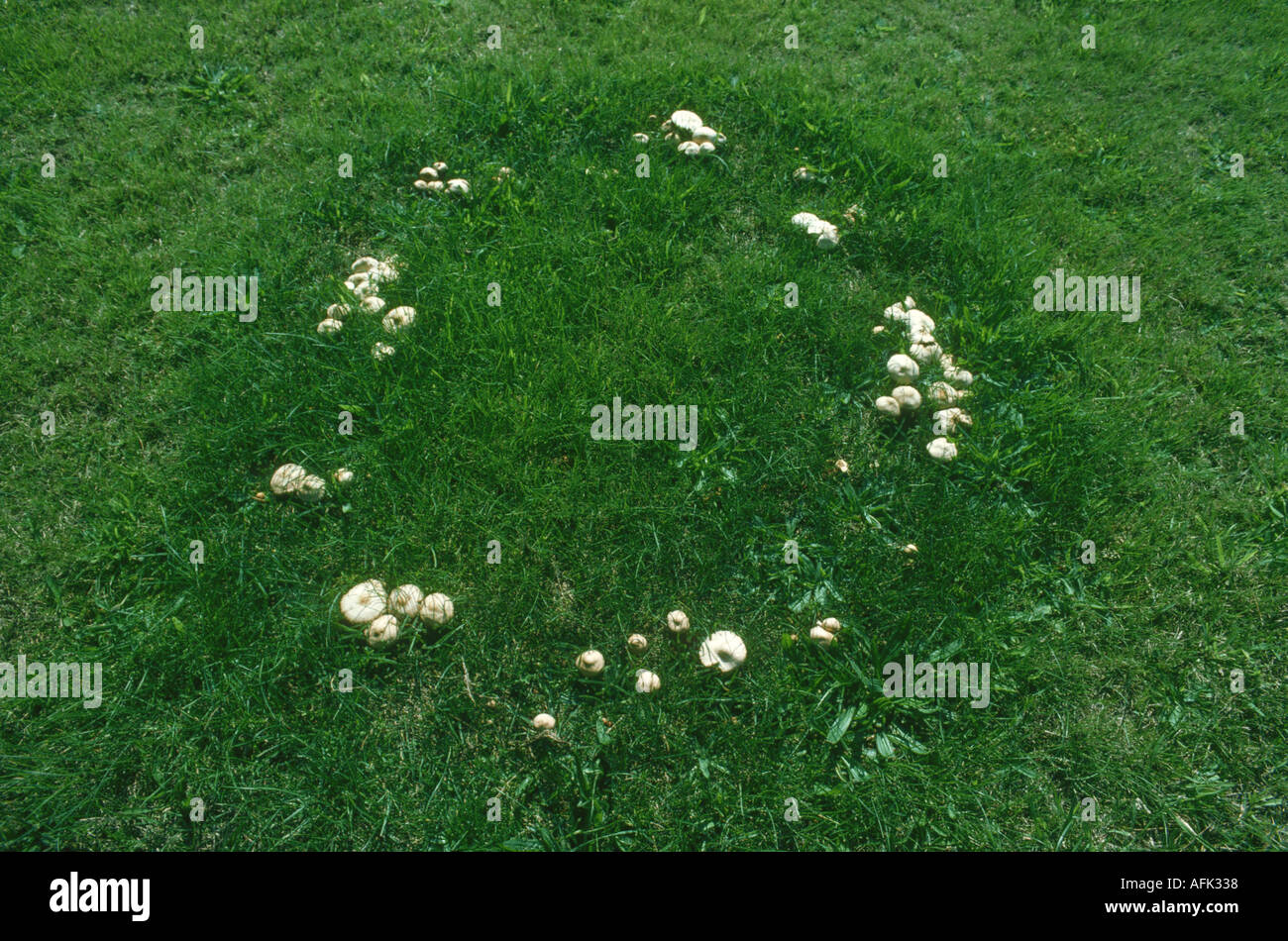 Fairy ring champignon on lawn Stock Photo - Alamy
