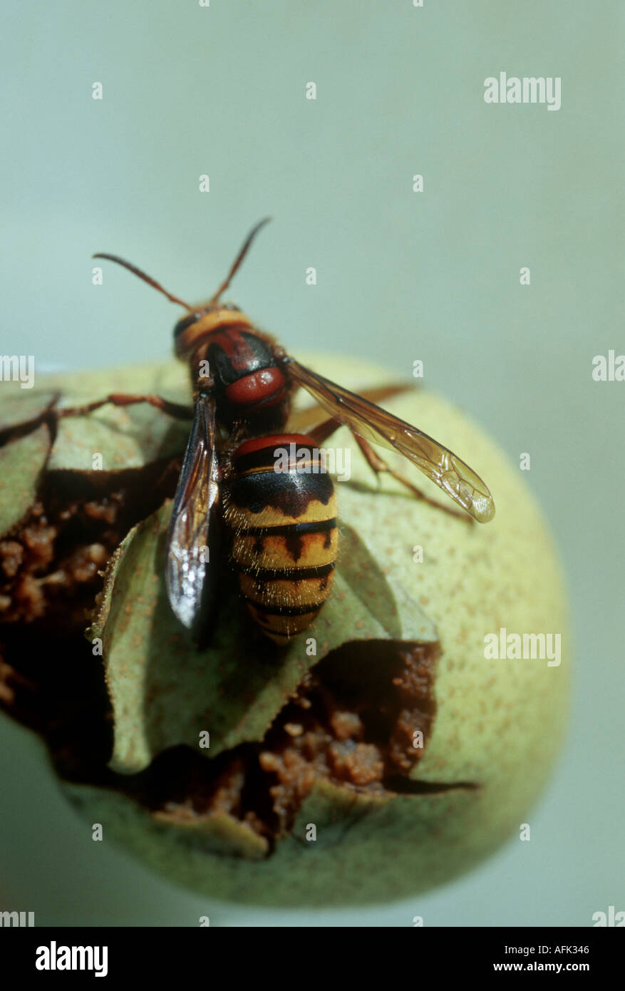 Hornet behavior hi-res stock photography and images - Alamy
