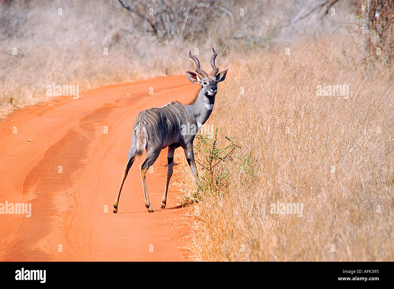 Lesser Kudu Tsavo National Park Kenya East Africa Stock Photo - Alamy