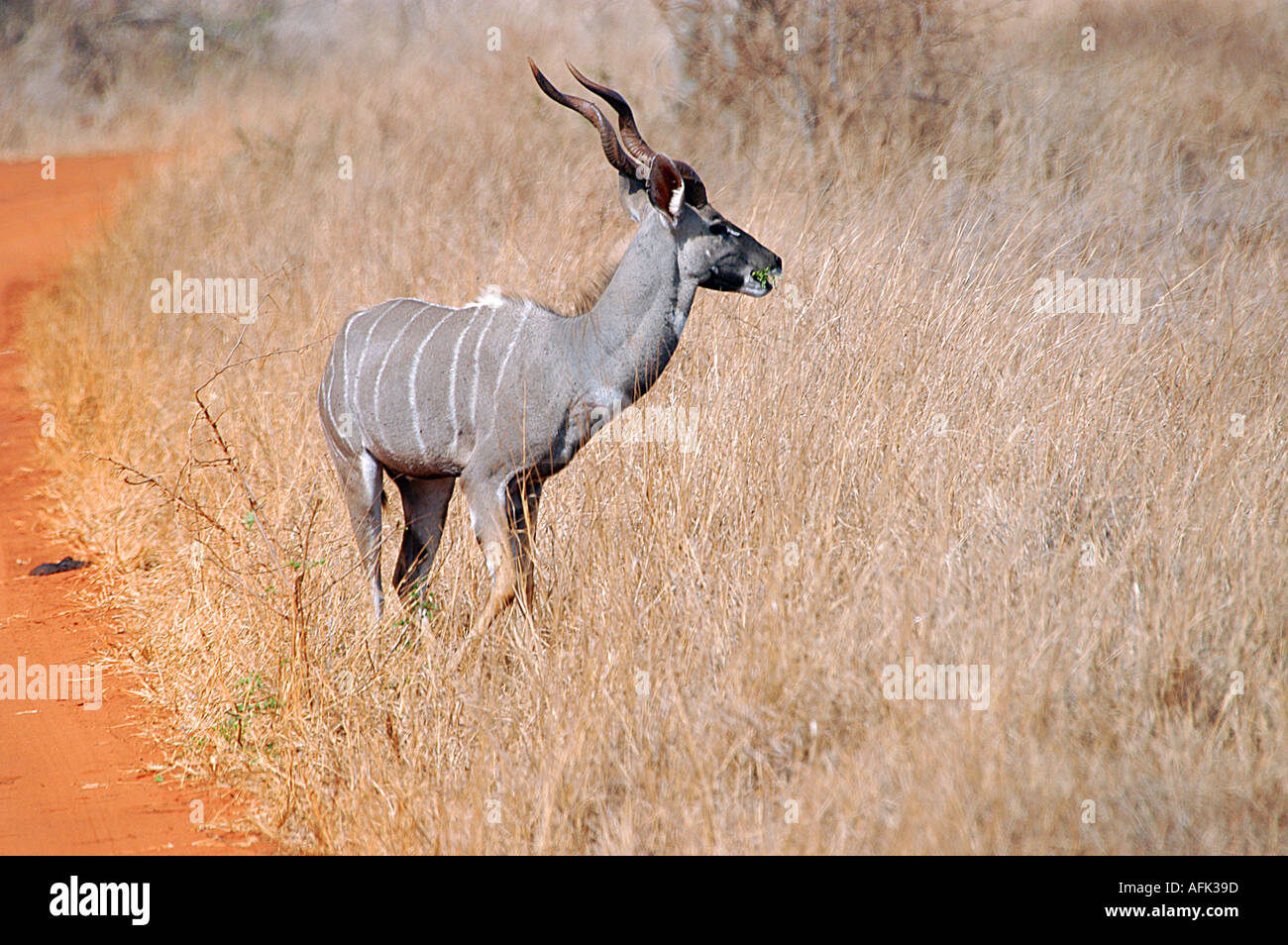 Lesser Kudu Tsavo National Park Kenya East Africa Stock Photo - Alamy