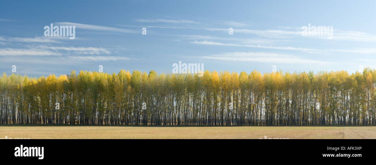 Horizontal row of thin yellow trees Stock Photo - Alamy