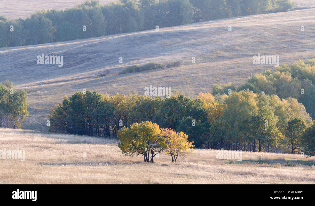 Pair of trees in a hills Stock Photo - Alamy
