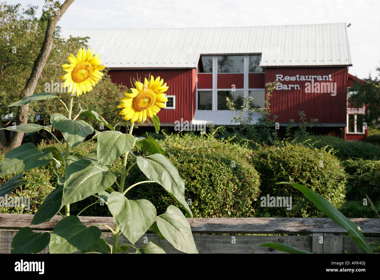 Nappanee Indiana,Amish Acres historic Farm,sunflower,Restaurant Barn ...