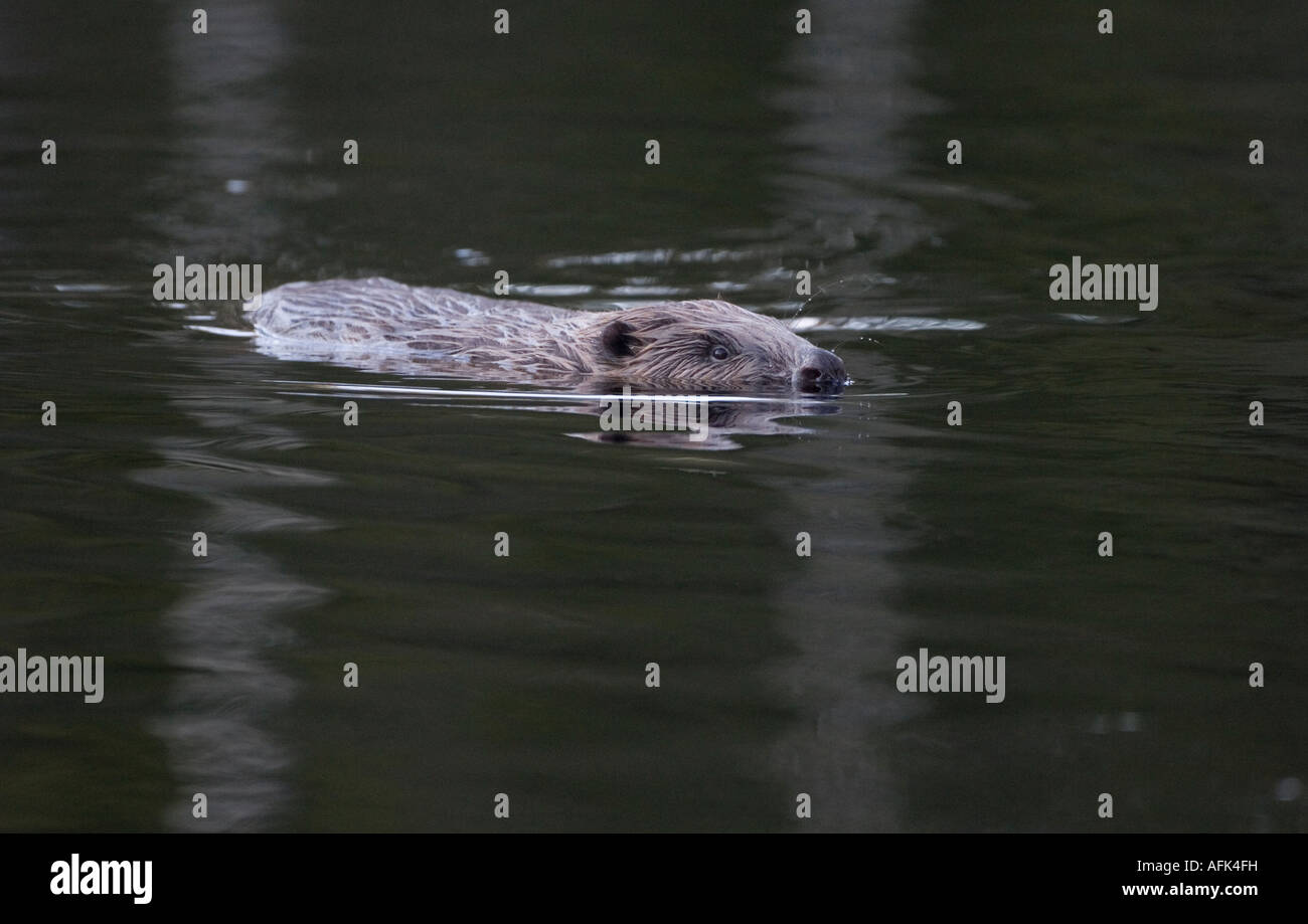 European beaver Castor fiber Sweden Stock Photo - Alamy