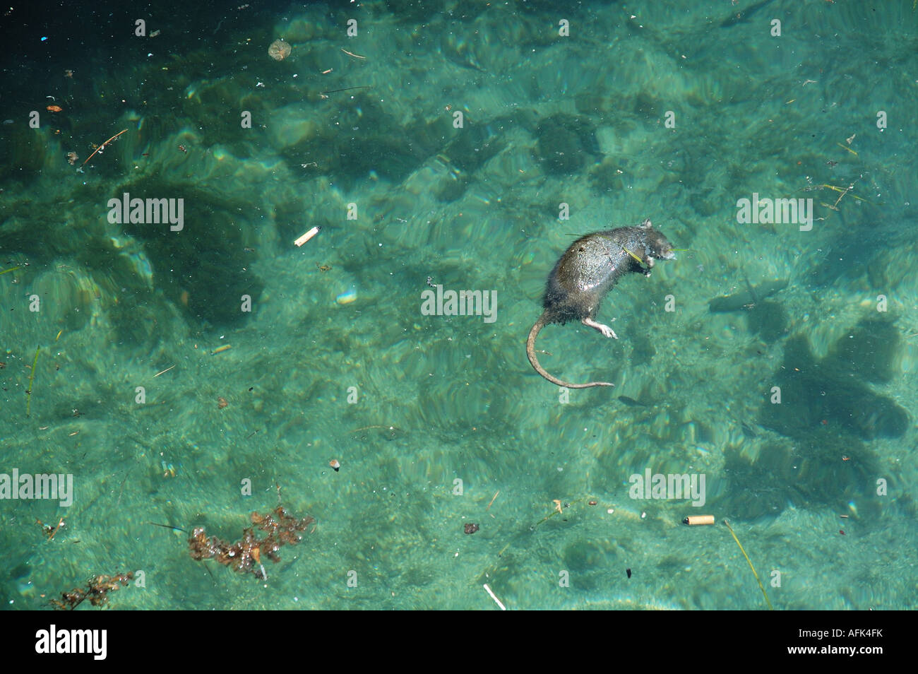 No 6 Drowned Rat Clipart