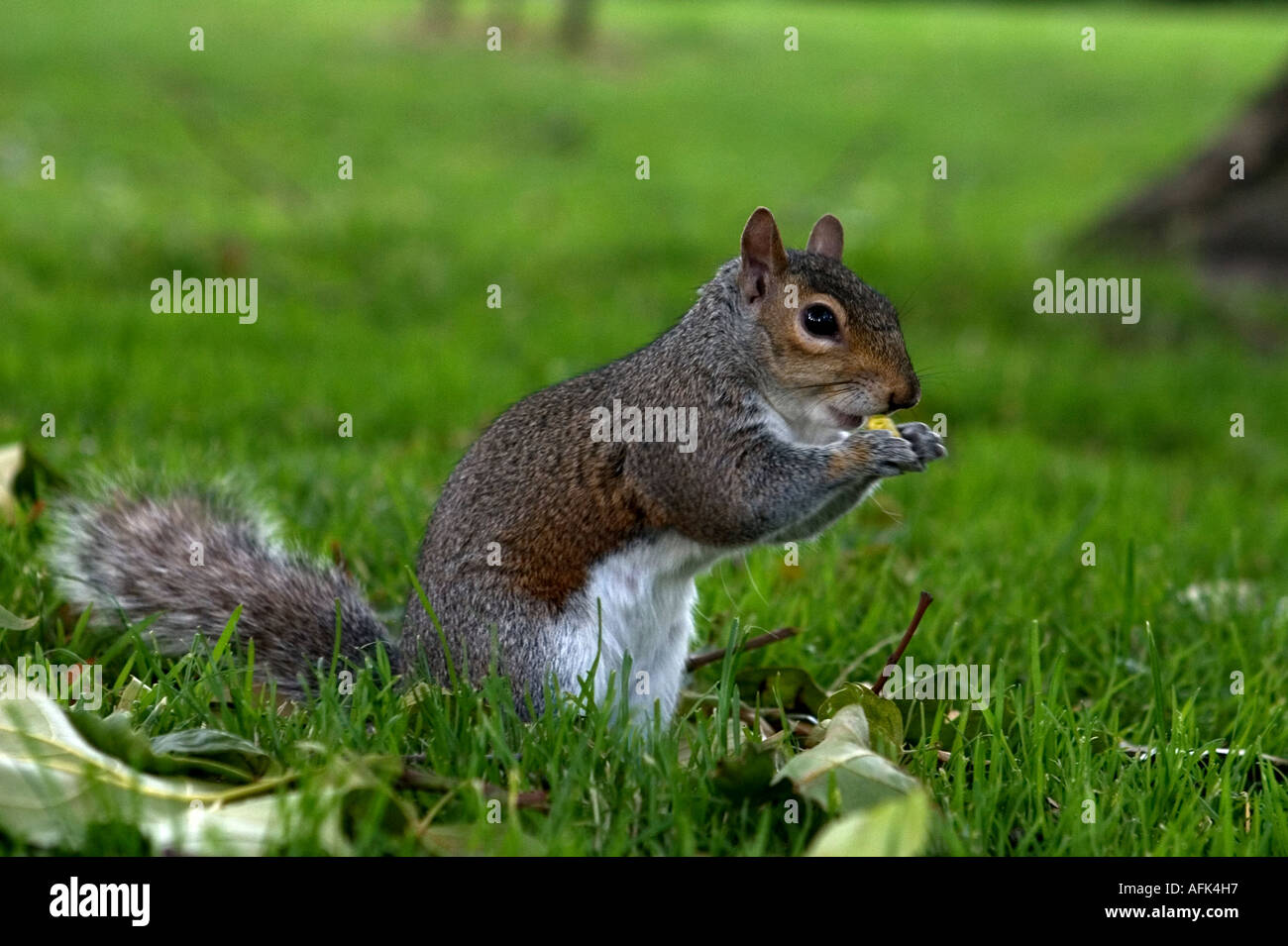 Micro squirrel hi-res stock photography and images - Alamy