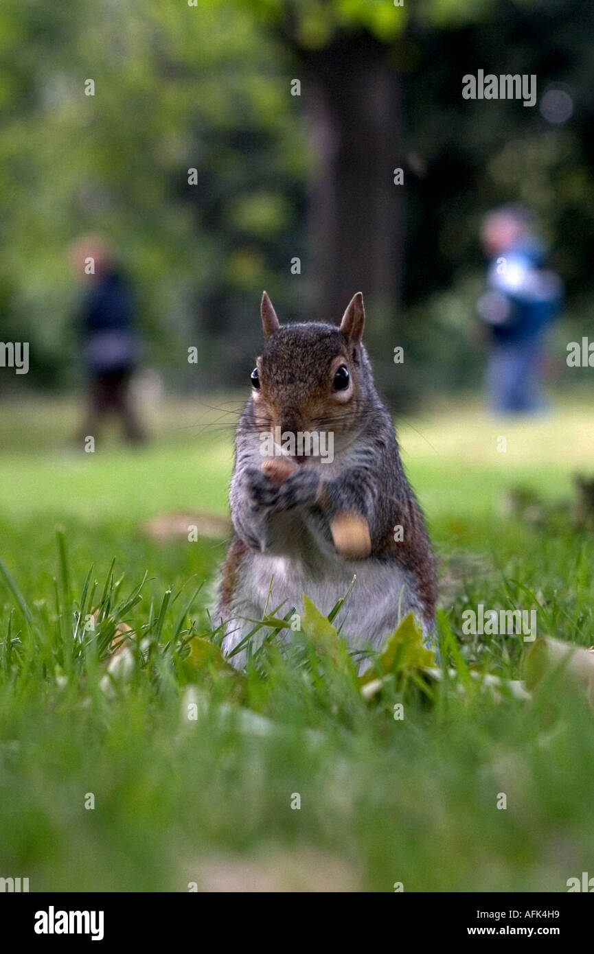 Micro squirrel hi-res stock photography and images - Alamy