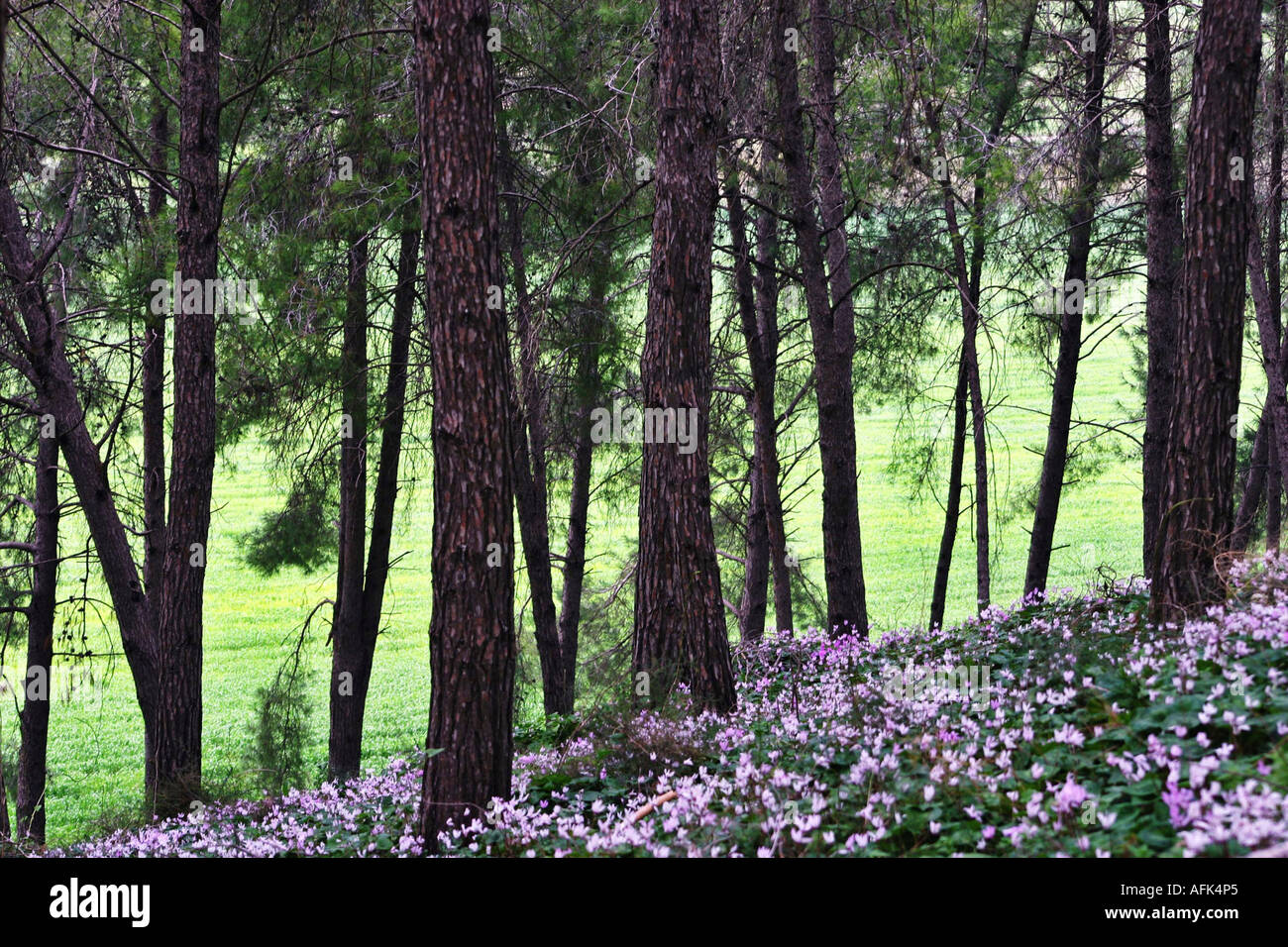 Violets growing in a pine tree forest Stock Photo - Alamy