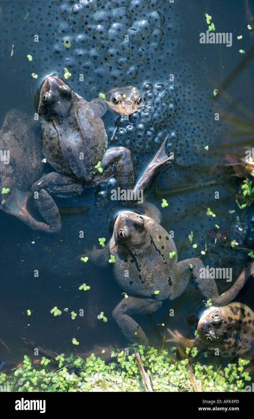 Spawn frogs hi-res stock photography and images - Alamy