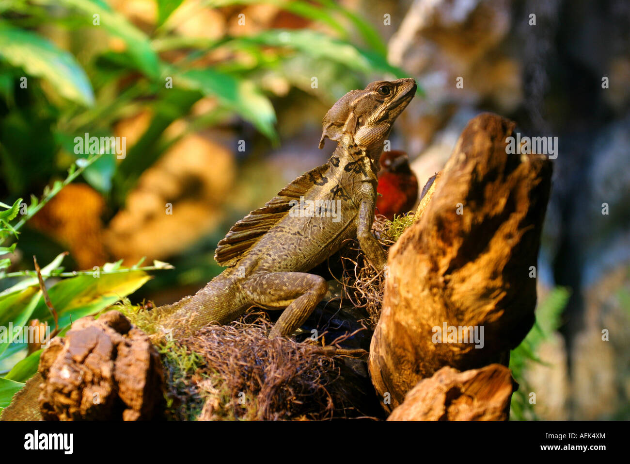 Iguana iguana reptile species seen at an animal exhibition Panama ...