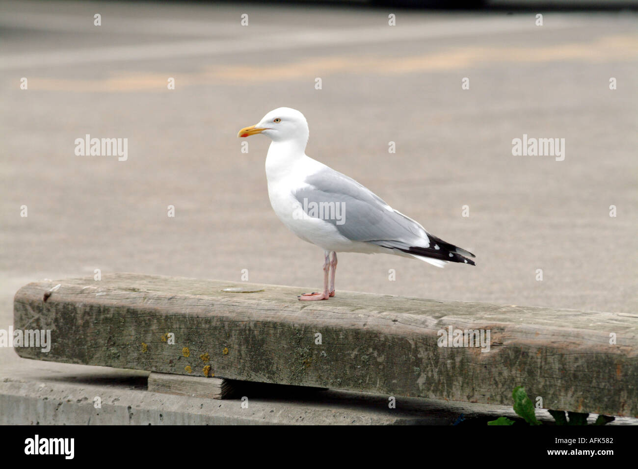 Seagull Scotland highlands West Coast Ullapool United Kingdom Stock ...