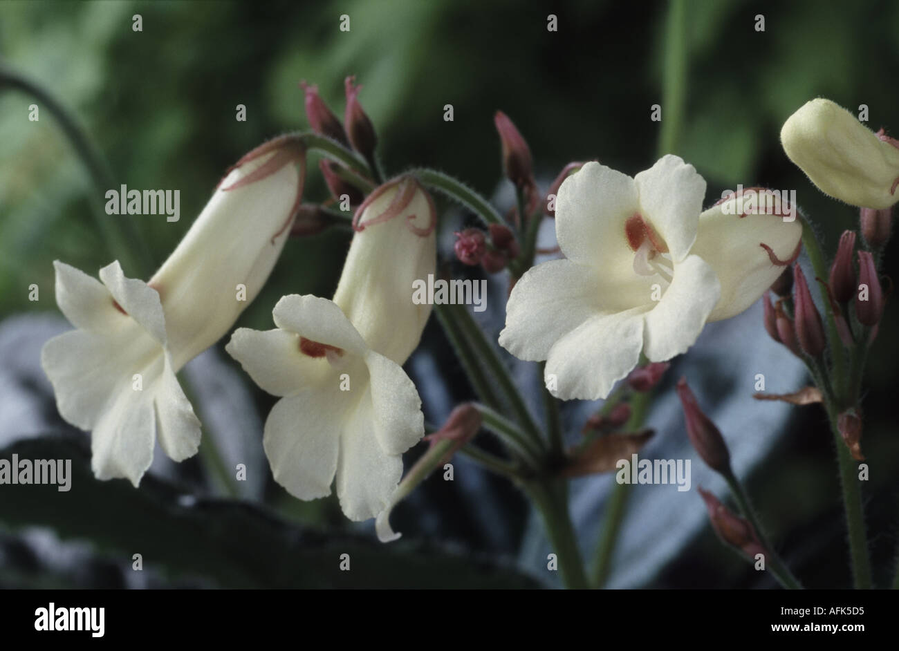 Chirita 'New York' Stock Photo - Alamy