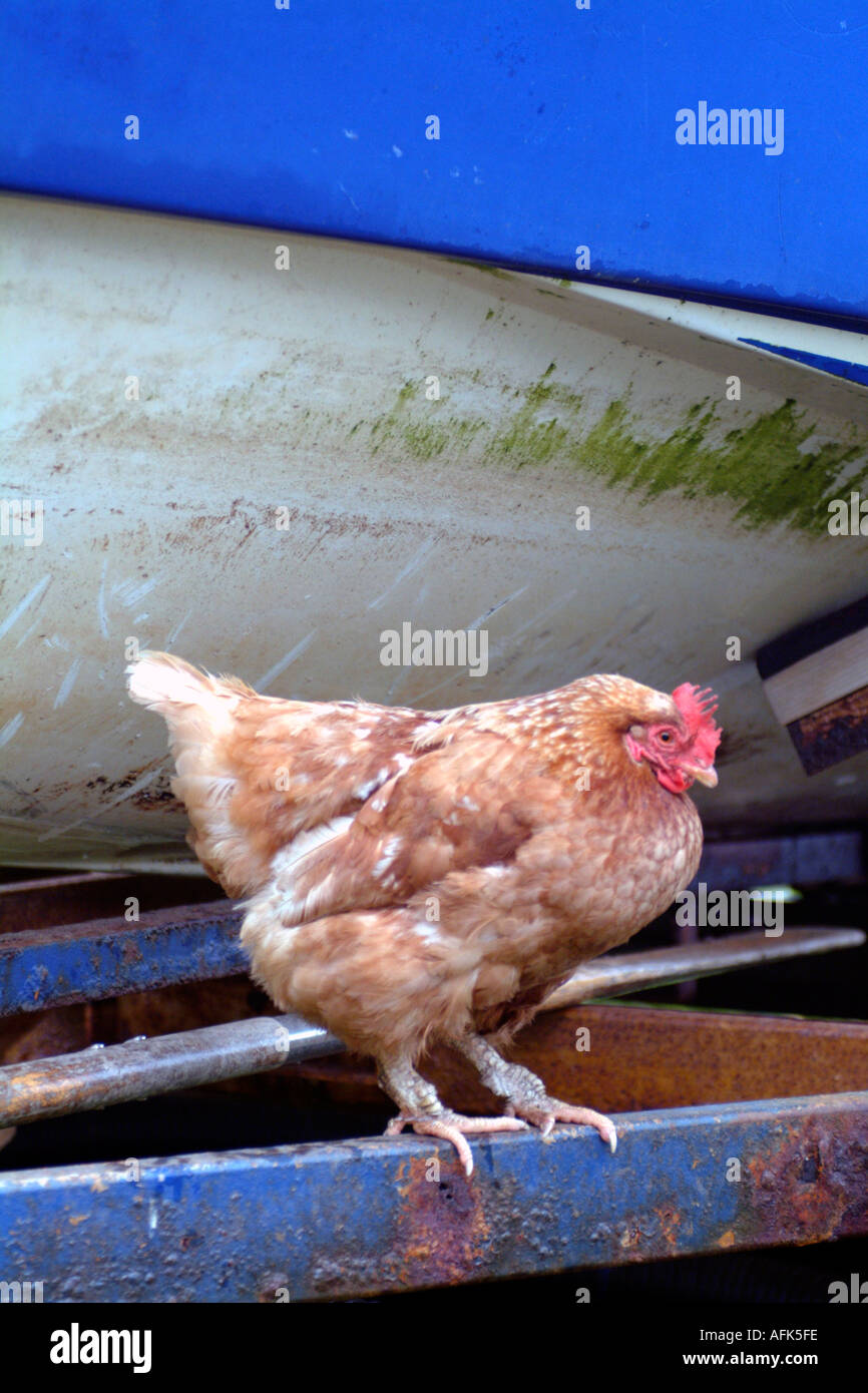 A chicken Plockton Scotland West Coast United Kingdom Stock Photo - Alamy