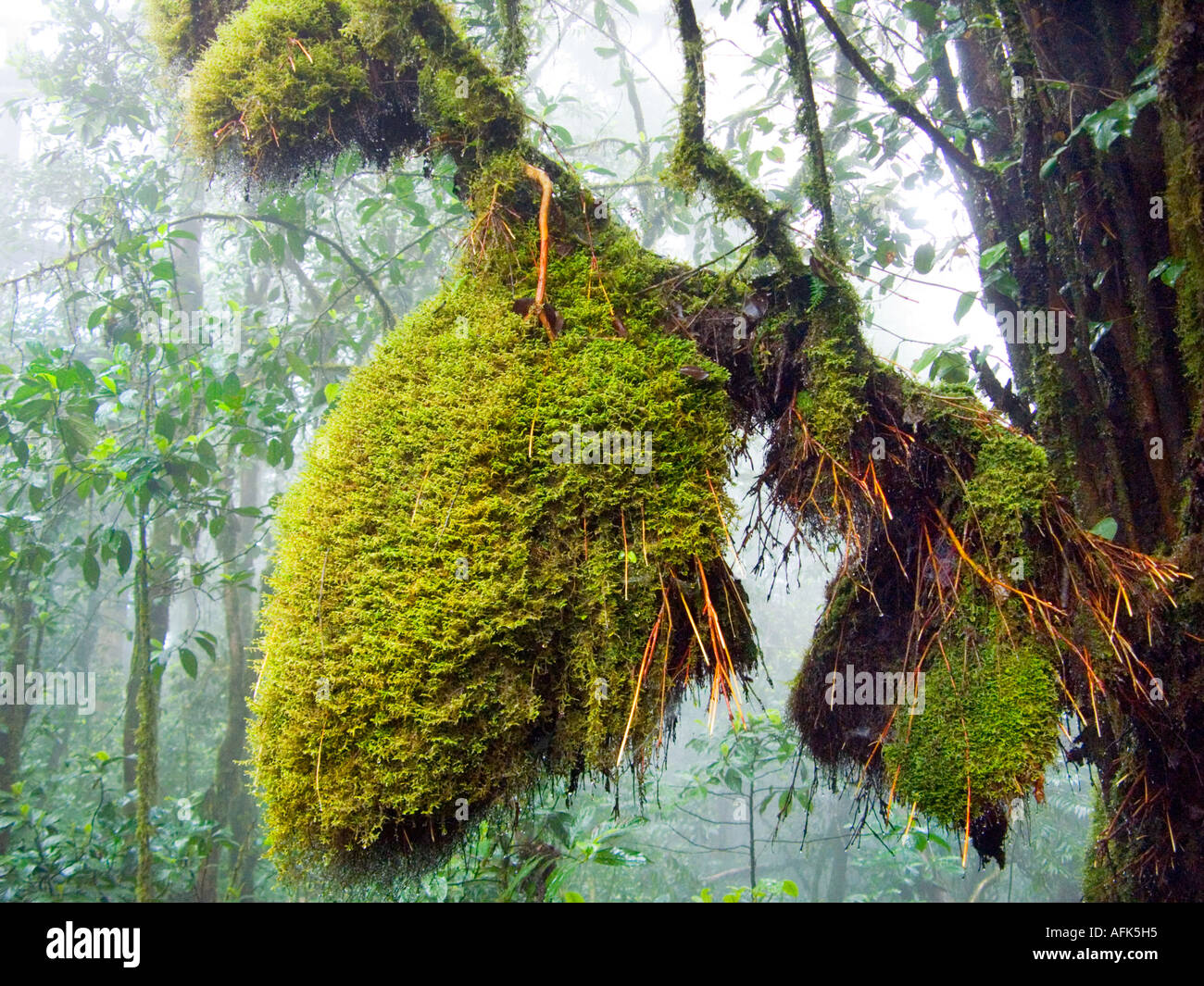 RAINFOREST jungle TAITA HILLS KAZIGAU mountain kenia kenya East Africa ...
