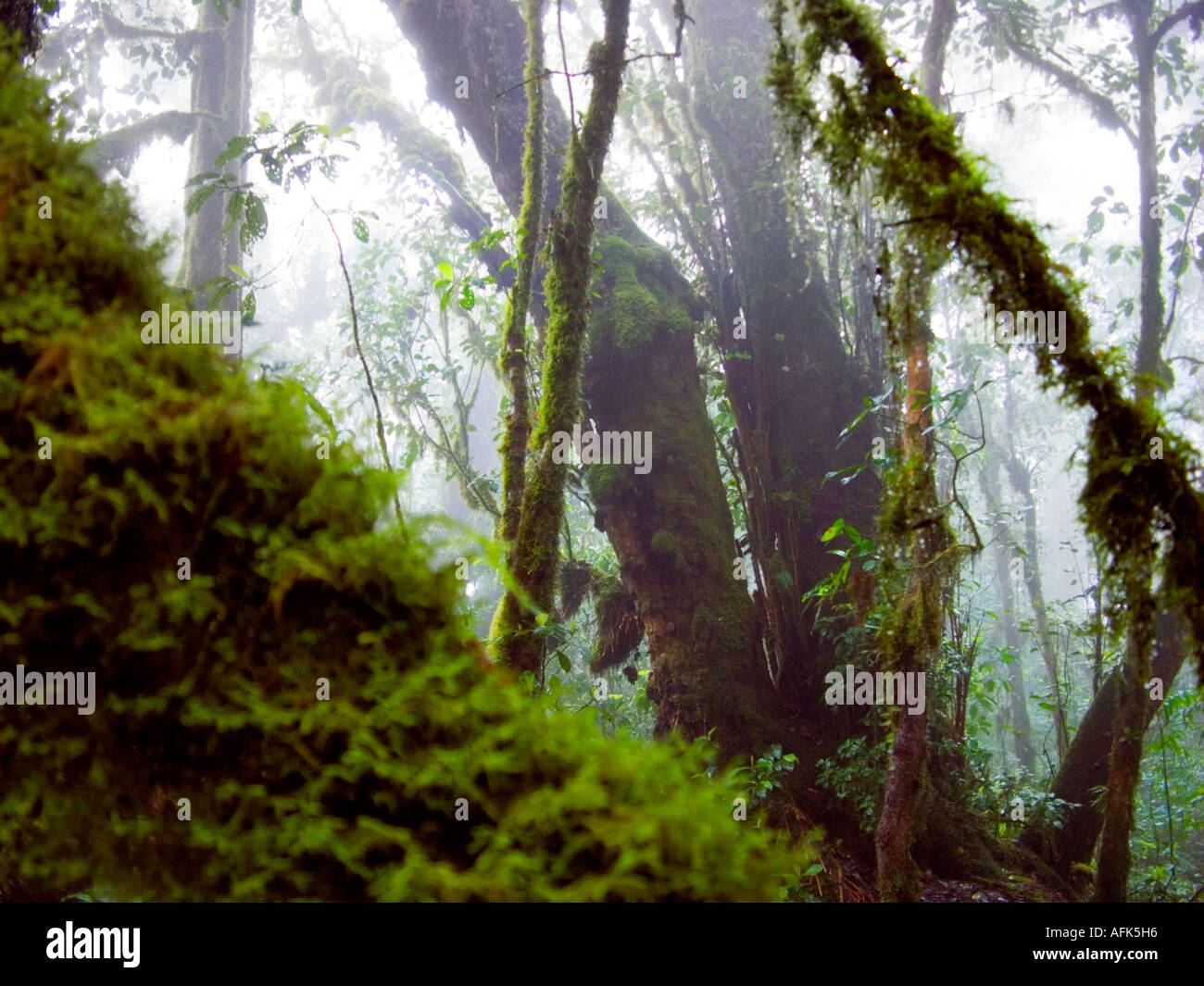 RAINFOREST jungle TAITA HILLS KAZIGAU mountain kenia kenya East Africa ...