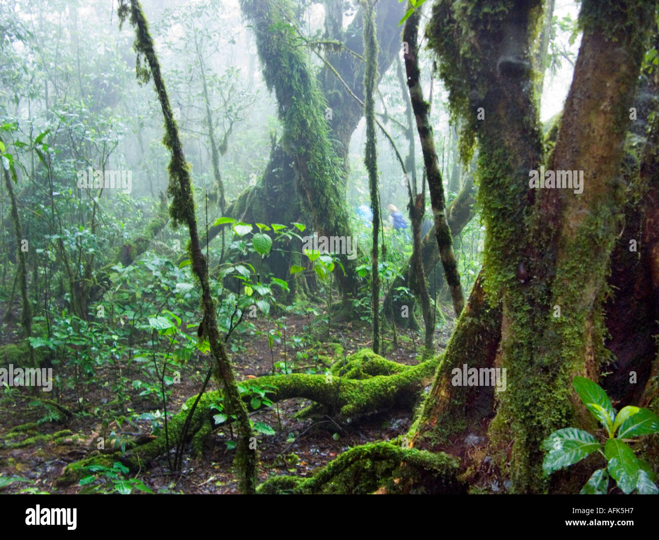 RAINFOREST jungle TAITA HILLS KAZIGAU mountain kenia kenya East Africa ...
