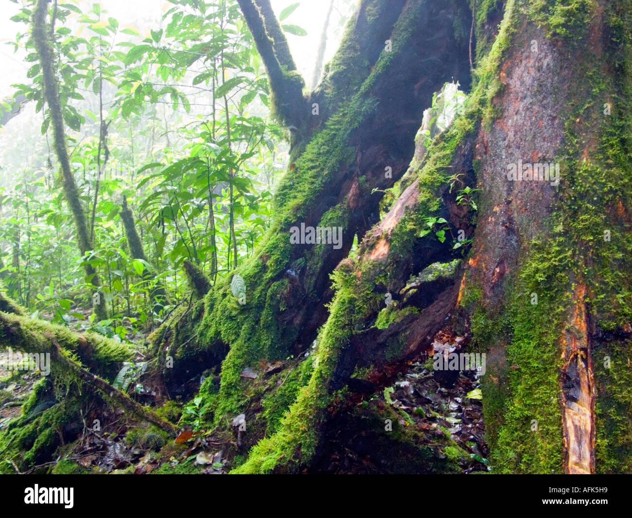 RAINFOREST jungle TAITA HILLS KAZIGAU mountain kenia kenya East Africa ...