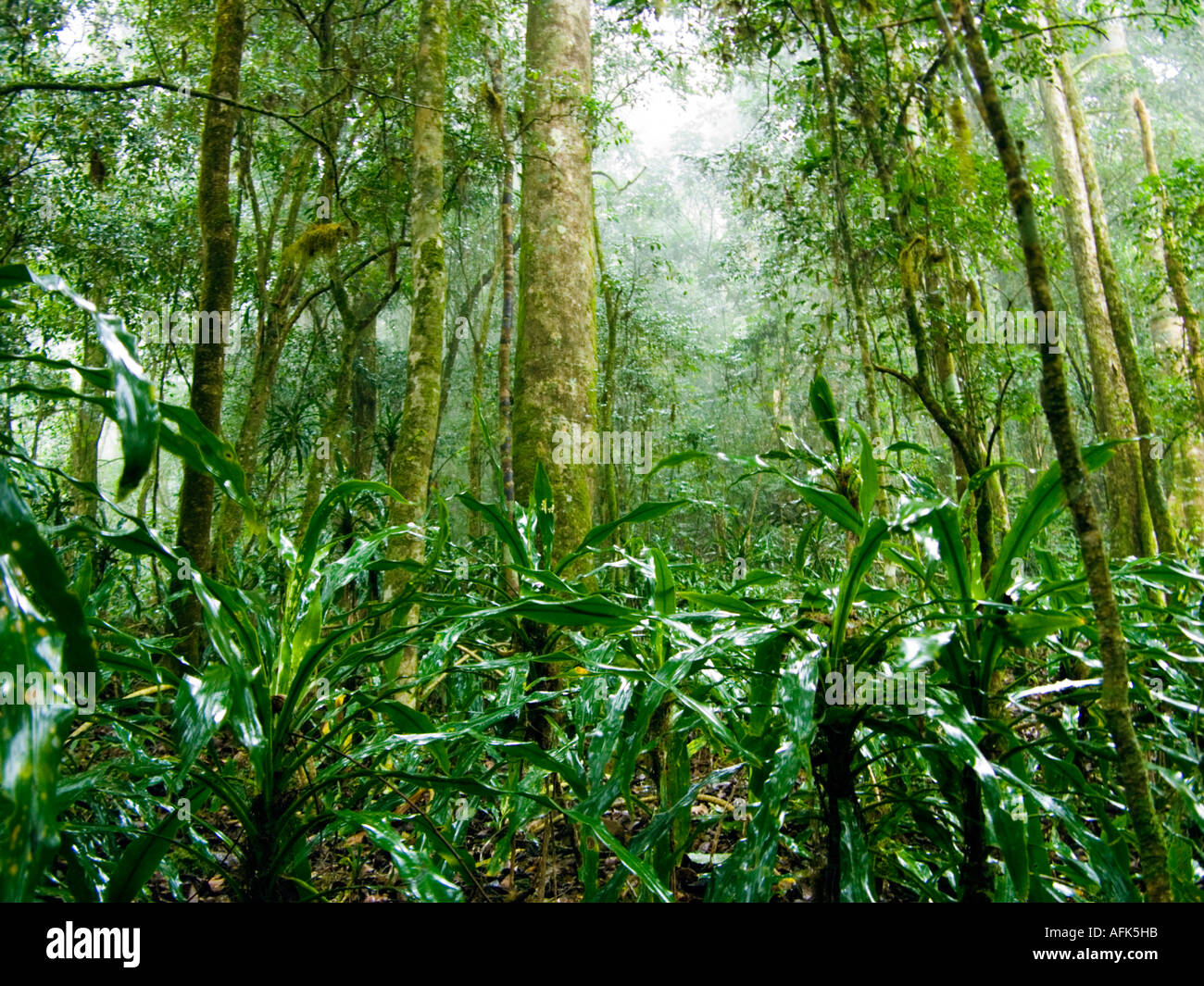 RAINFOREST jungle TAITA HILLS KAZIGAU mountain kenia kenya East Africa ...