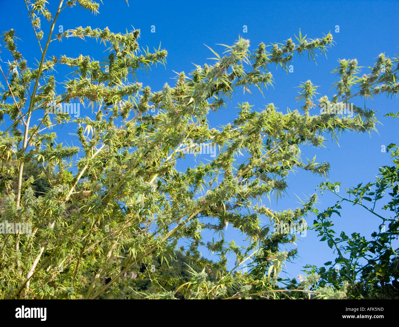 MARIJUANA plant Cannabis Nepalese cannabis sativa green leaves Hemp ...