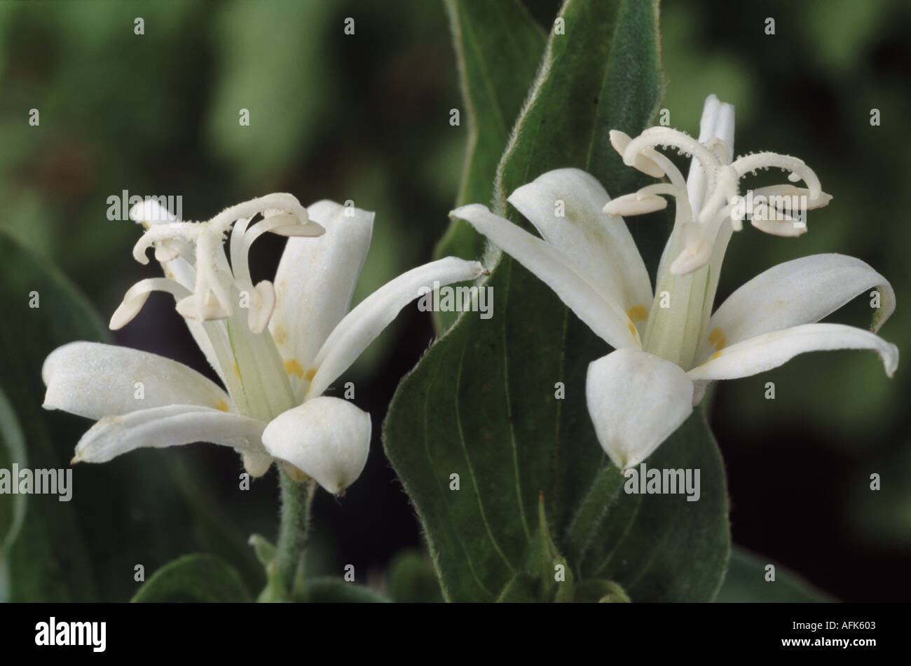 Toad lilies hi-res stock photography and images - Alamy